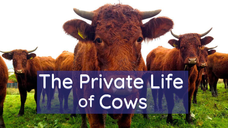 The Private Life of Cows – WorkLizard